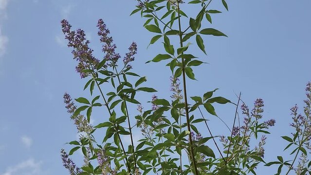"Vitex Agnus-Castus" Images – Browse 1,108 Stock Photos, Vectors, and ...