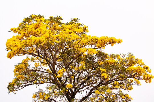 รูปภาพGuayacán – เลือกดูภาพถ่ายสต็อก เวกเตอร์ และวิดีโอ1,474 | Adobe Stock