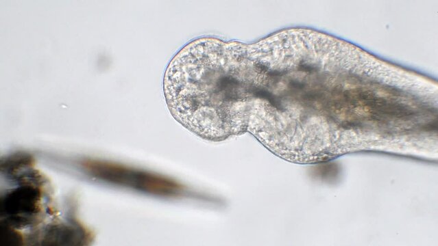 Plathelminthes 이미지 – 찾아보기 2,952 스톡 사진, 벡터 및 비디오 | Adobe Stock