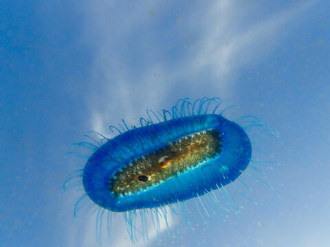 Chondrophore Images – Browse 54 Stock Photos, Vectors, and Video ...