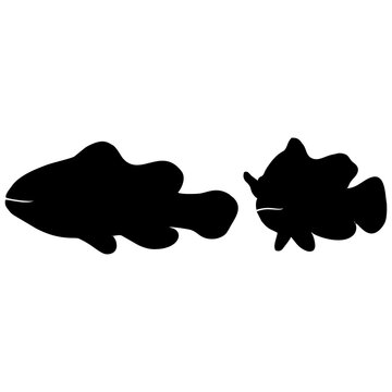 Clown Fish Silhouette