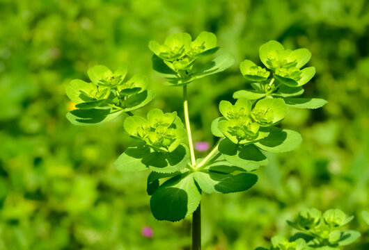 "Mole Plant" Bilder – Durchsuchen 782 Archivfotos, Vektorgrafiken und ...