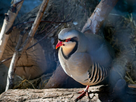 Keklik Images – Browse 14 Stock Photos, Vectors, and Video | Adobe Stock