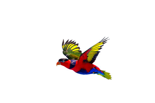 "Black-Capped Lory" Images – Browse 316 Stock Photos, Vectors, and ...