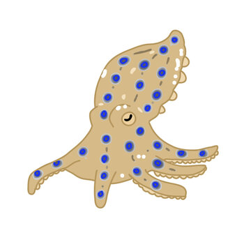 Blue Ringed Octopus
