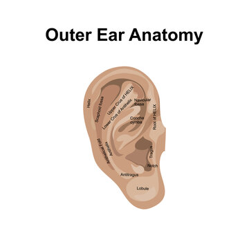 "Scaphoid Fossa" Images – Browse 9 Stock Photos, Vectors, and Video ...