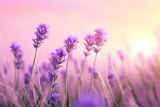 "Soft Focus" Images – Browse 355,949 Stock Photos, Vectors, and Video ...