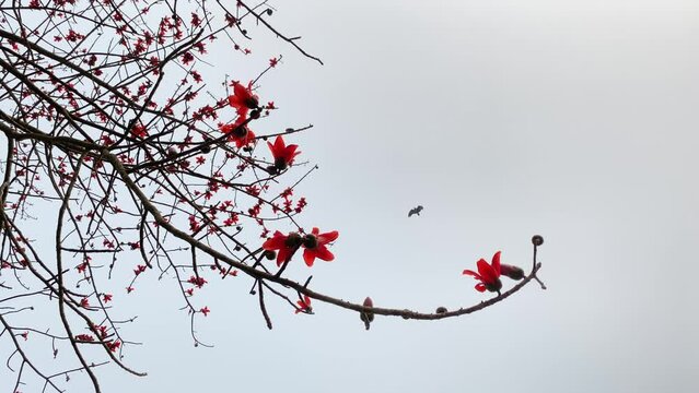 "Cotton Tree" Images – Browse 384 Stock Photos, Vectors, and Video ...