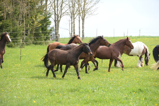 รูปภาพ"Pferde – เลือกดูภาพถ่ายสต็อก เวกเตอร์ และวิดีโอ31,138 | Adobe Stock