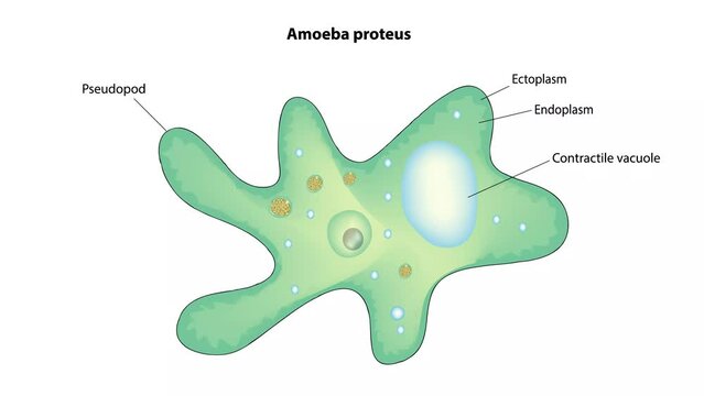 Amoeba Cell