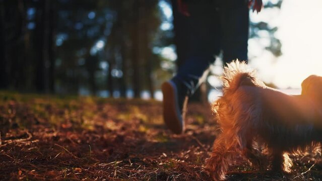 "Walk The Dog" Images – Browse 2,753 Stock Photos, Vectors, and Video ...