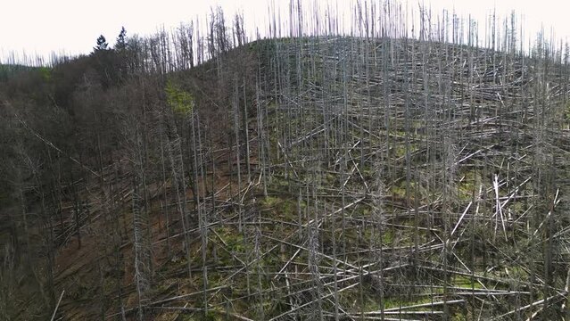 "Destroyed Forest" Images – Browse 742 Stock Photos, Vectors, and Video ...