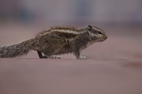 "Chip Monk" Bilder – Durchsuchen 74,669 Archivfotos, Vektorgrafiken und ...