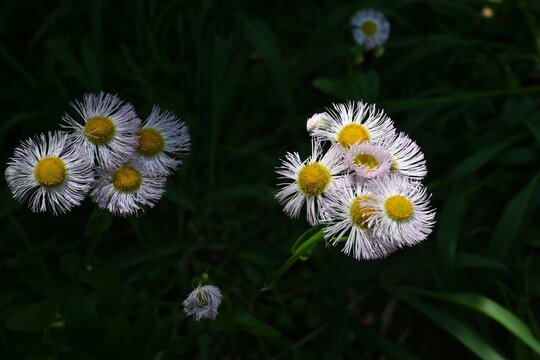 Ligulate Images – Browse 137 Stock Photos, Vectors, and Video | Adobe Stock