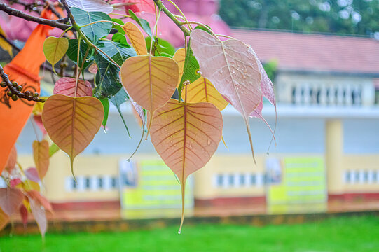 "Bo Tree" Images – Browse 5,524 Stock Photos, Vectors, and Video ...