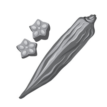 Ladyfinger Drawing