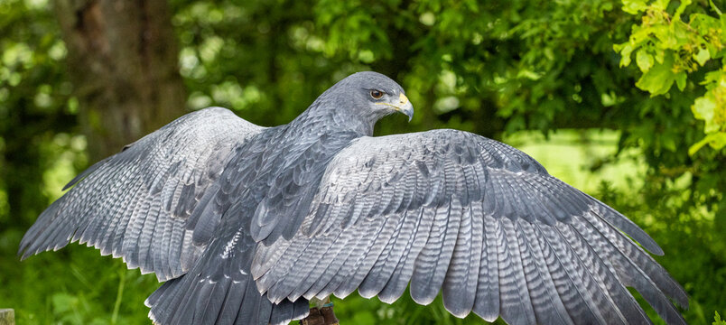 「Buzzard-Eagle」の写真素材 | 468件の無料イラスト画像 | Adobe Stock