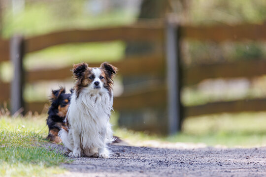 รูปภาพ"Baca – เลือกดูภาพถ่ายสต็อก เวกเตอร์ และวิดีโอ2,038 | Adobe Stock