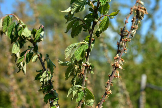 รูปภาพMoniliosis – เลือกดูภาพถ่ายสต็อก เวกเตอร์ และวิดีโอ139 | Adobe Stock