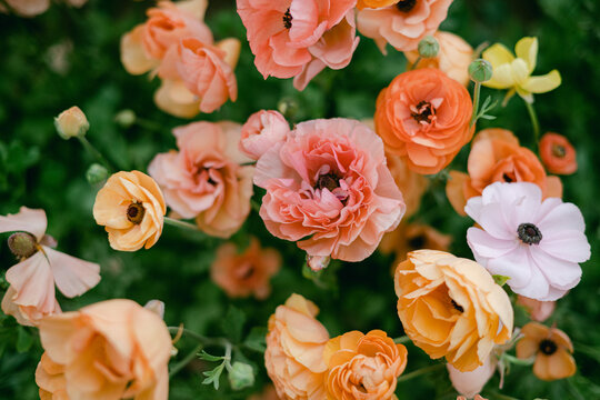 Apricot Ranunculus