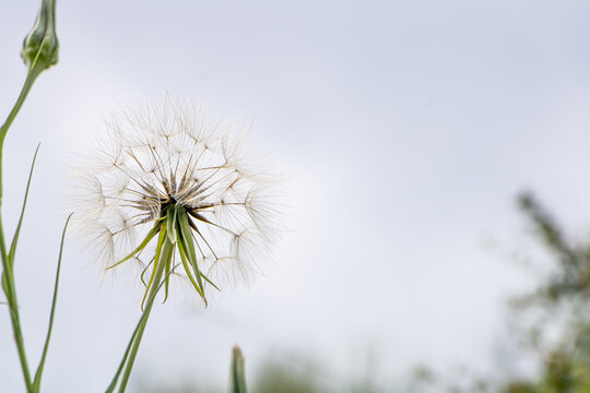 Pusteblumenwiese Bilder – Durchsuchen 9,160 Archivfotos, Vektorgrafiken ...