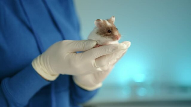 "Vet Clinic" Images – Browse 2,153 Stock Photos, Vectors, and Video ...