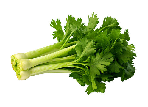 Celery Leaves In Tamil