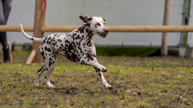 Dog Doing Tricks Images – Browse 988 Stock Photos, Vectors, and Video ...