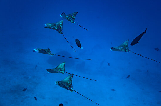 "Eagle Rays" Images – Browse 3,391 Stock Photos, Vectors, and Video ...