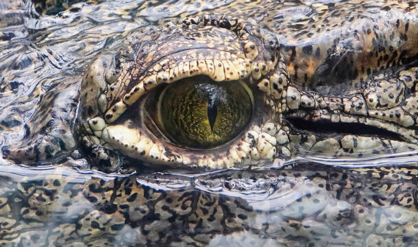 "Alligator Eye" Images – Browse 144 Stock Photos, Vectors, and Video ...