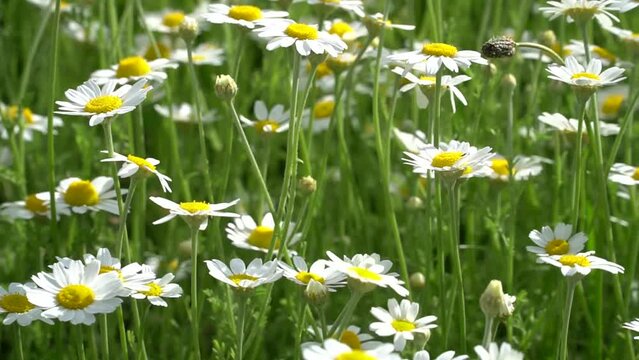 Kamilla Images – Browse 462 Stock Photos, Vectors, and Video | Adobe Stock