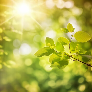 Sun Through Leaves Images – Browse 209,083 Stock Photos, Vectors, and ...