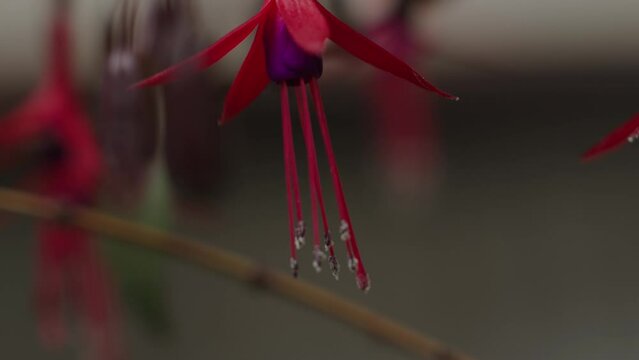 Aljaba bilder – Bläddra bland 17 stockfoton, vektorer och videor ...