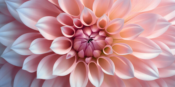 "Flower Close-Up" Imagens – Procure 1,512 fotos, vetores e vídeos ...