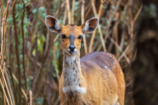 Afbeeldingen over "Bush Buck" – Blader in stockfoto's, vectoren en ...