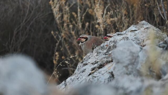 "Rock Partridge" Images – Browse 202 Stock Photos, Vectors, and Video ...