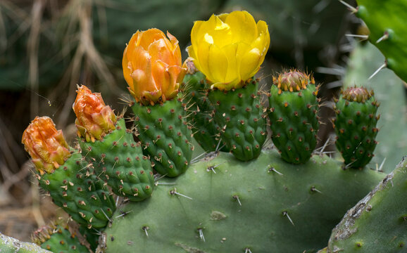 "Fico D'india" Bilder – Durchsuchen 1,598 Archivfotos, Vektorgrafiken ...
