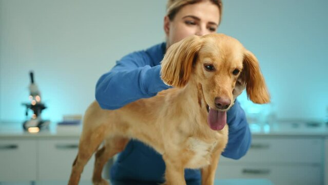 "Cocker Video Footage – Browse 3,259 HD Stock Video and Footage | Adobe ...