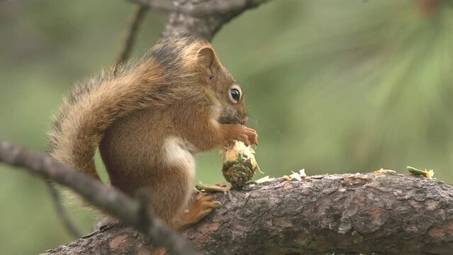 Chickaree Imagens – Procure 554 fotos, vetores e vídeos | Adobe Stock