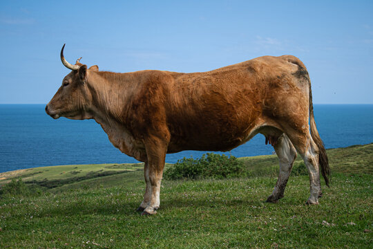 Beef Cow Profile