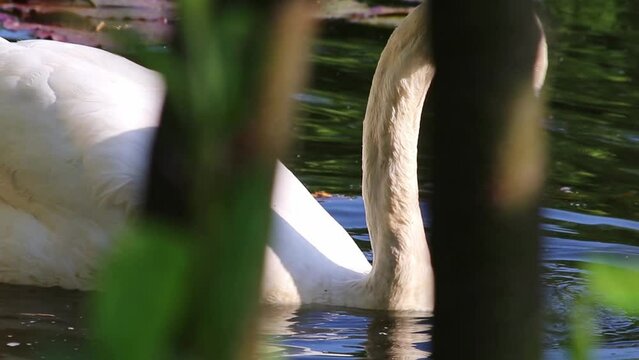 Dabble Bilder – Durchsuchen 16,694 Archivfotos, Vektorgrafiken und ...