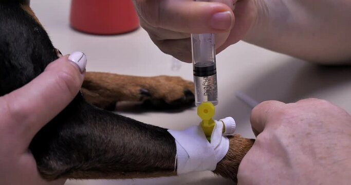 "Intravenous Injection" Images – Browse 929 Stock Photos, Vectors, and ...