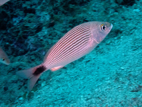 Spottail Images – Browse 60 Stock Photos, Vectors, and Video | Adobe Stock