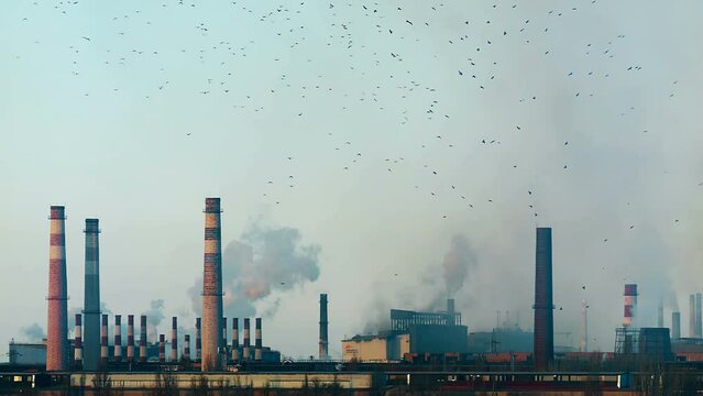 Crow In Circle Images – Browse 2,220 Stock Photos, Vectors, and Video ...