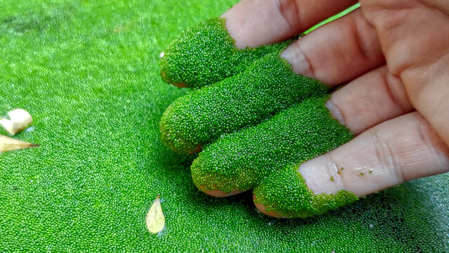 รูปภาพWolffia – เลือกดูภาพถ่ายสต็อก เวกเตอร์ และวิดีโอ1,716 | Adobe Stock