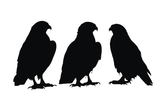 Hawk Head Silhouette