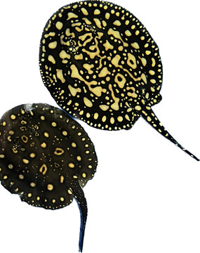 Stringray Images – Browse 91 Stock Photos, Vectors, and Video | Adobe Stock