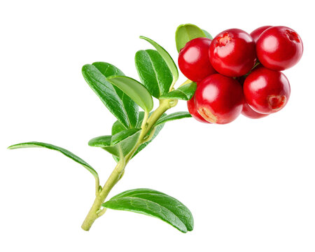 「Foxberry」の写真素材 | 86,555件の無料イラスト画像 | Adobe Stock