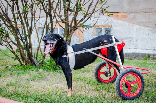 "Disabled Dog" Images – Browse 371 Stock Photos, Vectors, and Video ...