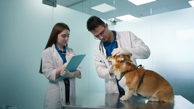 "Paraveterinary Workers" Images – Browse 623 Stock Photos, Vectors, and ...